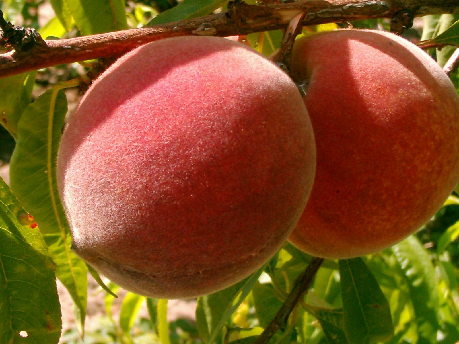 Identifica bem os pêssegos?